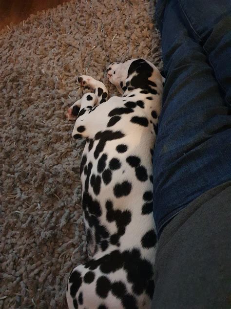 Parker Loves Snuggles Rdalmatians
