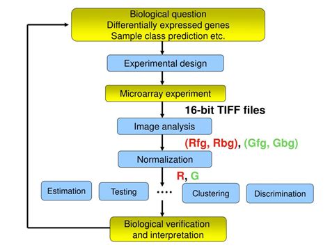 Ppt Lecture 5 Microarray Data Analysis Bioinformatics Data Analysis
