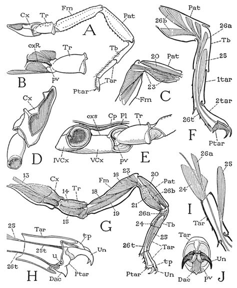 Arachnida Anatomy