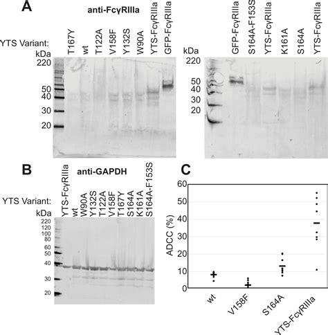 Figures And Data In One N Glycan Regulates Natural Killer Cell Antibody