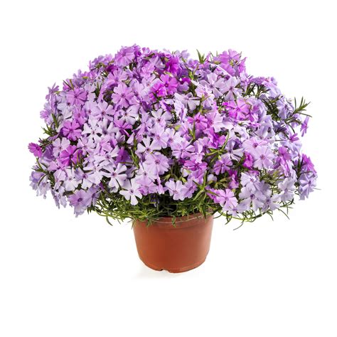 Phlox Subulata GoldiPhlox Cherry ThinkPlants