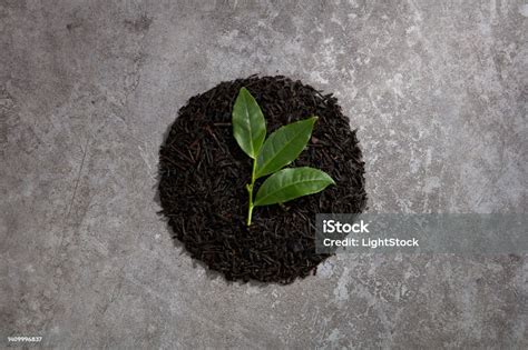 나무 접시와 시멘트 배경으로 장식 된 홍차 말린 차 잎 장식 건강한 내용 0명에 대한 스톡 사진 및 기타 이미지 0명