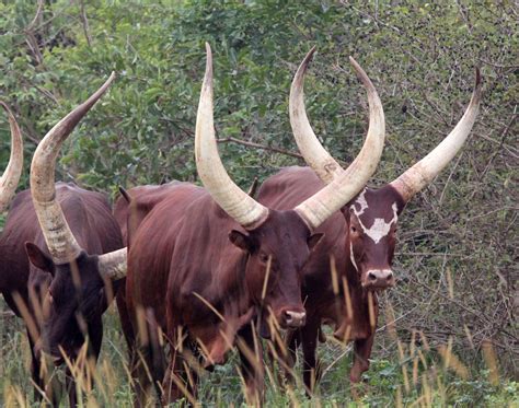 Bos Taurus Domestic Cattle — Coke Smith Wildlife