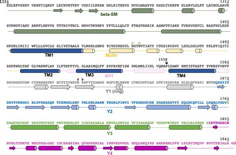 Oligomeric Assembly Of The C Terminal And Transmembrane Region Of SARS
