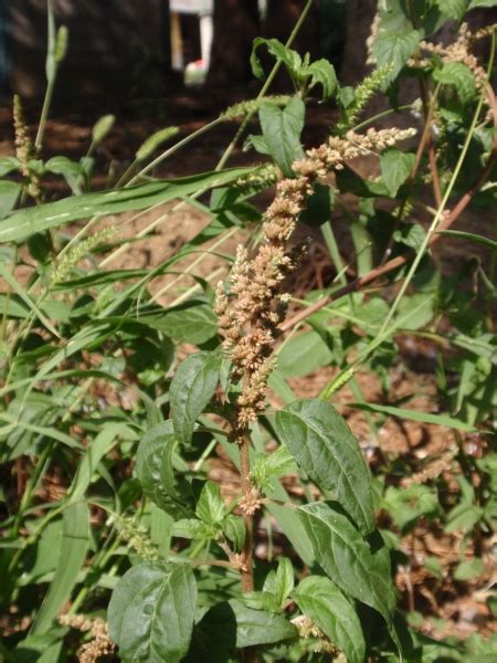 Amaranthus Deflexus L