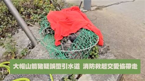 【oncc東網】大帽山箭豬疑誤墮引水道 消防救起交愛協帶走 東呼即應：與其嘥錢養廢官 不如慳公帑利民 Youtube