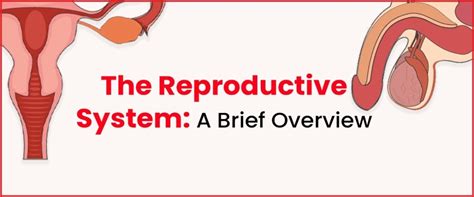 Reproductive System Male And Female Reproductive System