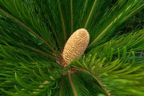 Cycas Description Cycad Uses Species And Facts Britannica