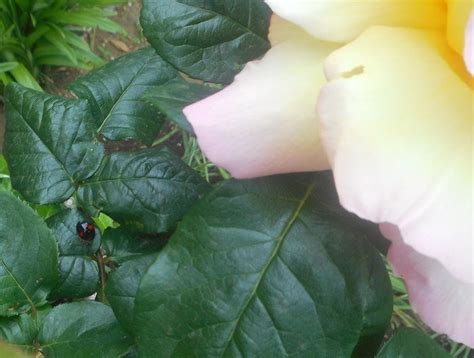 ちいさいちいさいてんとう虫 写真俳句Ryo 俳句 山野草 楽天ブログ