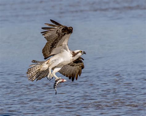 Osprey Stance Birdnote