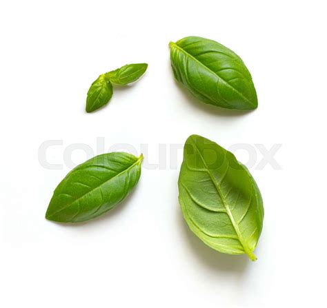 Fresh Green Basil Leaves Stock Image Colourbox