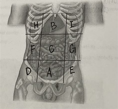 A P Lab Exam Flashcards Quizlet