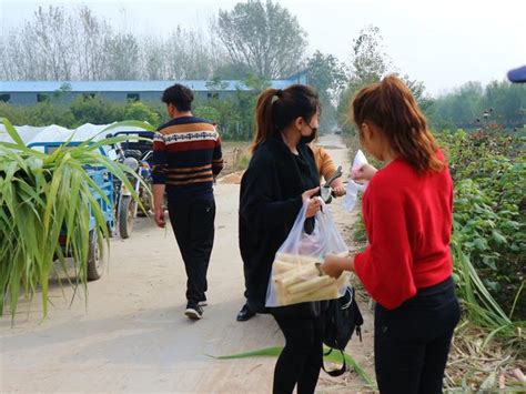 農民種植一種農作物，5畝收入50000元，農村大媽透露種植秘訣 每日頭條
