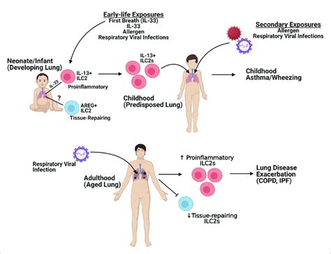 Overview Of Ilc2 Specific Lung Pathogenesis Figure Created Using