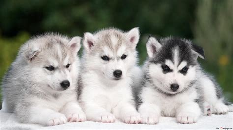 Cute Husky Puppies Wallpaper