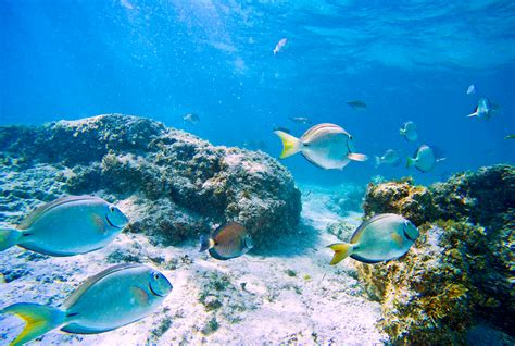 Carnaval Em Punta Cana Urbi Et Orbi Pacote De Viagens
