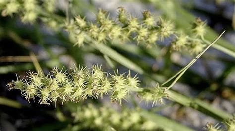 Types Of Sticker Weeds And How To Get Rid Of Them Insightweeds