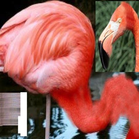 LSL Script Flamingo From The LSL Script Library Of Free LSL Scripts