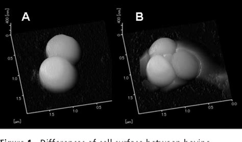Figure 1 From A Bovine Myeloid Antimicrobial Peptide Bmap 28 Kills