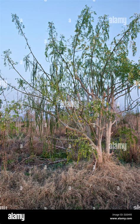 Drumsticks Tree