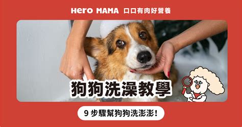 狗狗洗澡教學｜9 步驟幫狗狗洗澡，幾天洗一次問題全解惑！ Heromama