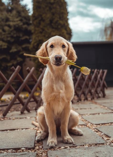 6 Things To Consider Before Getting A Dog