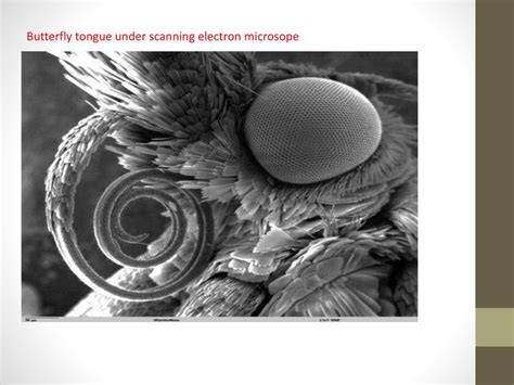 Honors Biology Chapter 1 Ppt Download