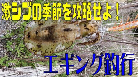 エギング 激シブの季節を攻略せよ！＆嵐が来る前に釣り切れ！！ Youtube