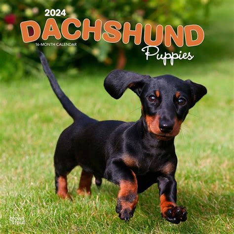 Dachshund Puppies 2024 12 X 24 Inch Monthly Square Wall Calendar
