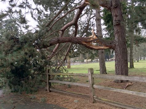 Dealing With Storm Damaged Trees Inexpensive Tree Care
