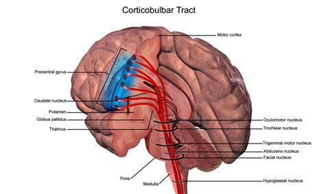 Blausen Corticobulbar Tract English Labels Anatomytool