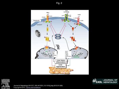 bin gao hua wang fouad lafdil dechun feng journal of hepatology