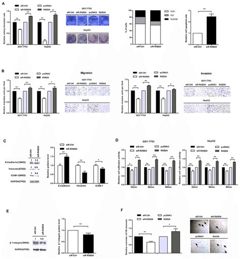 Rab24 Promotes Hcc Cell Growth Migration Invasion Adhesion And