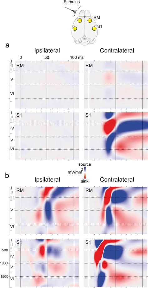 Current Source Density Analysis Of Intracortical Responses To Whisker Download Scientific