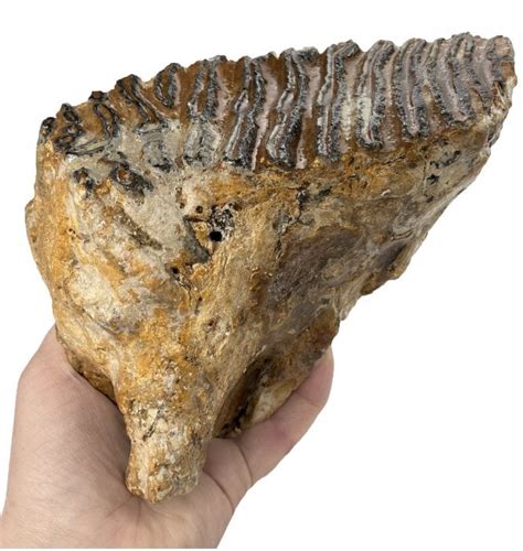 Fossils For Sale Fossils Woolly Mammoth Tooth From North Sea