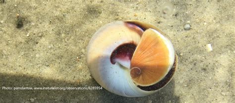Marine Mollusks