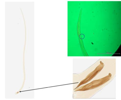 Nematodes Flashcards Quizlet