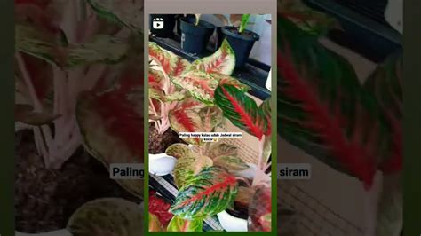 Aglonema Aglonemaindonesia Aglonemalovers Youtube
