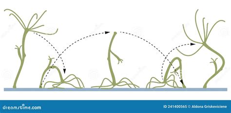 Hydra Asexual Reproduction Budding Scheme Educational Material For