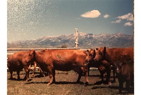 Dalton Cattle History Dalton Cattle