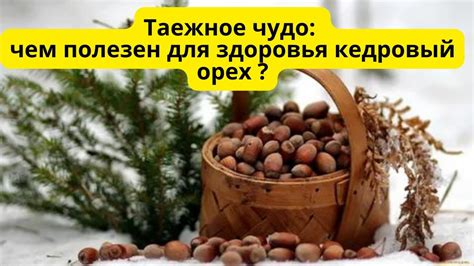 Кедровые орехи Польза и вред кедовых орешков Youtube