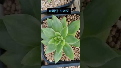 826 백마다육 01073478559 경산에보니 금다육 자구번식 소개 Youtube
