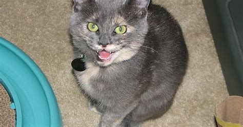 4 Months Ago Today I Adopted A Cat Who Likes To Meow At Cameras Oc