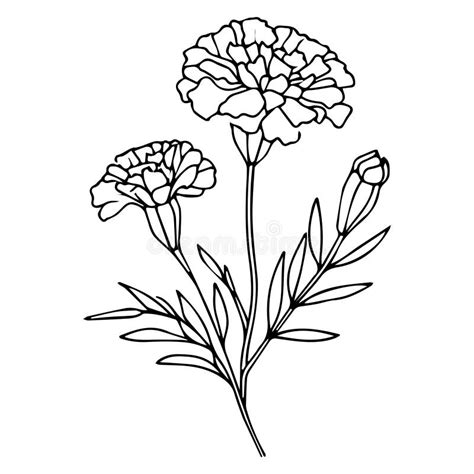 Marigold Pencil Art Black And White Outline Vector Coloring Page And