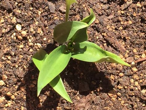 Id Lily Sprout