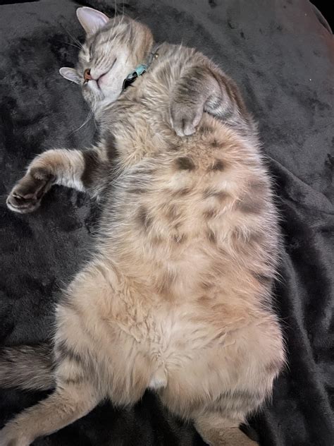 My Chonker Whopper Rchonkers