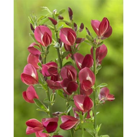 Cytisus Boskoop Ruby Broom