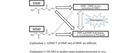 Discrepancy Between In Vivo And In Vitro Actions Of DMF And MMF In Download Scientific Diagram