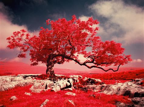 Arbre Fond Décran Hd Arrière Plan 2048x1512 Id726975