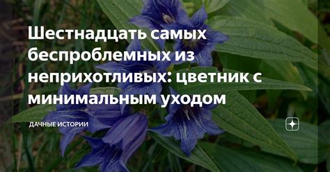Шестнадцать самых беспроблемных из неприхотливых цветник с минимальным
